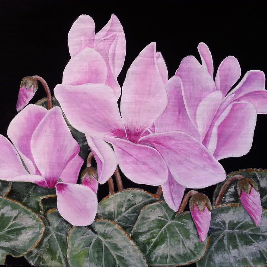 Cyclamen – Ealing Art Group